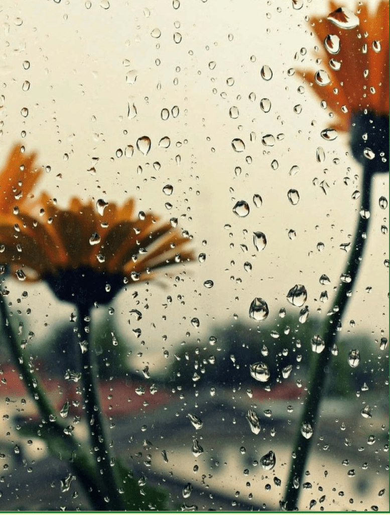 The Rain – The OLu MUSE